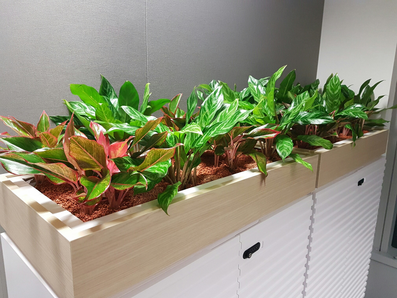 Seramis System - Ecoflora